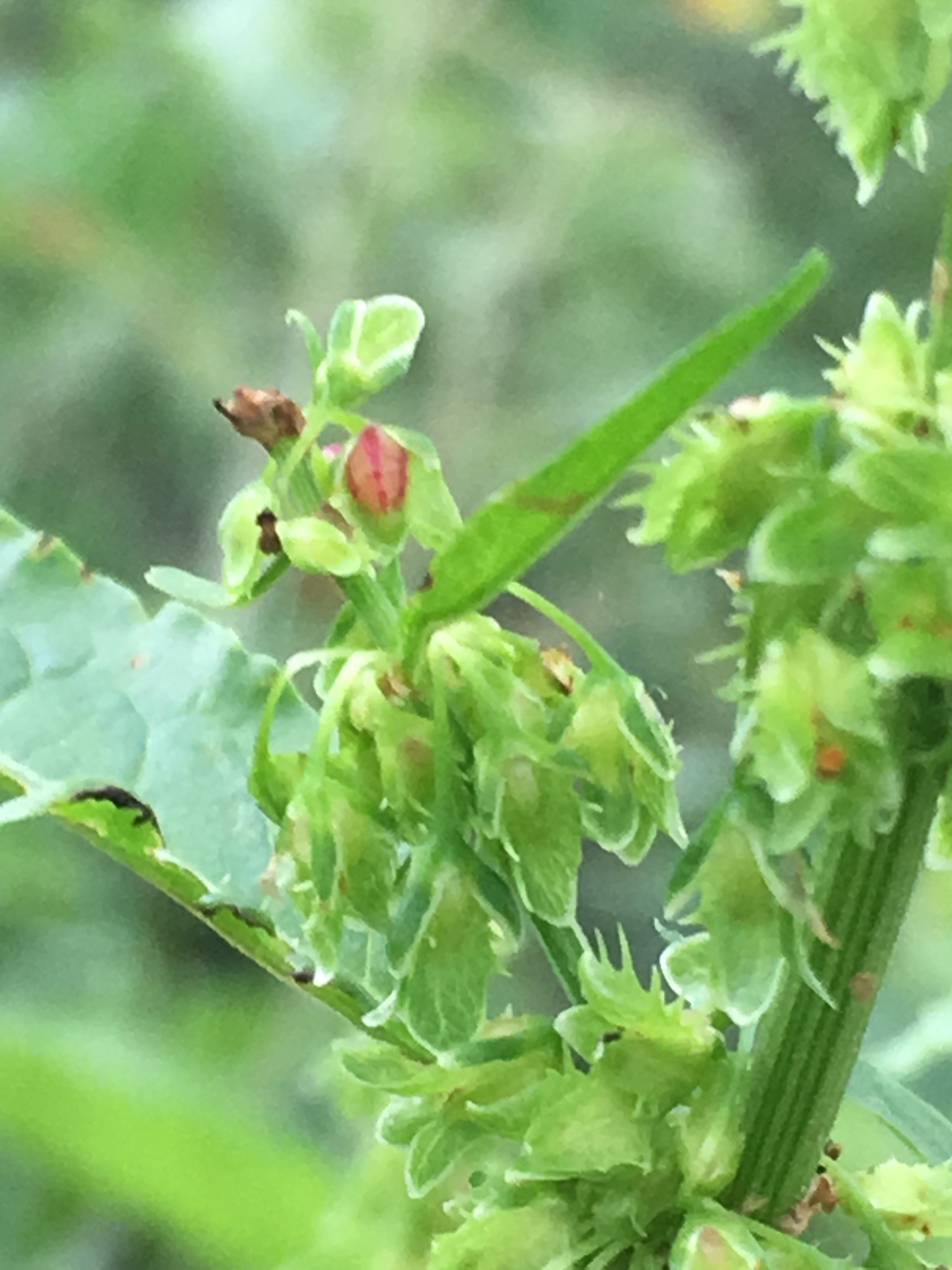 Contarinia rumicis (Loew, 1850)