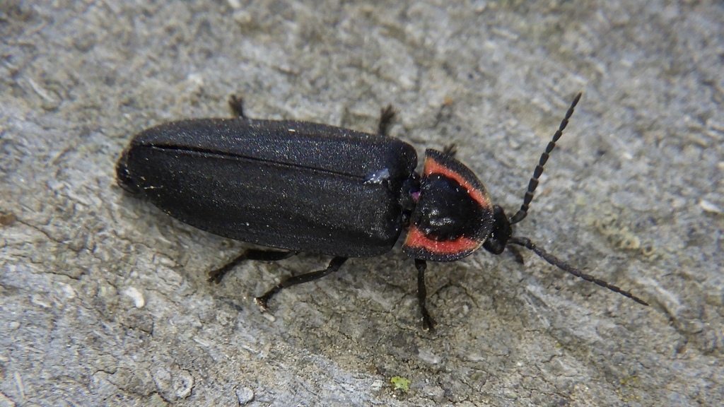 Diurnal Fireflies from Spokane County, WA, USA on October 06, 2024 at ...