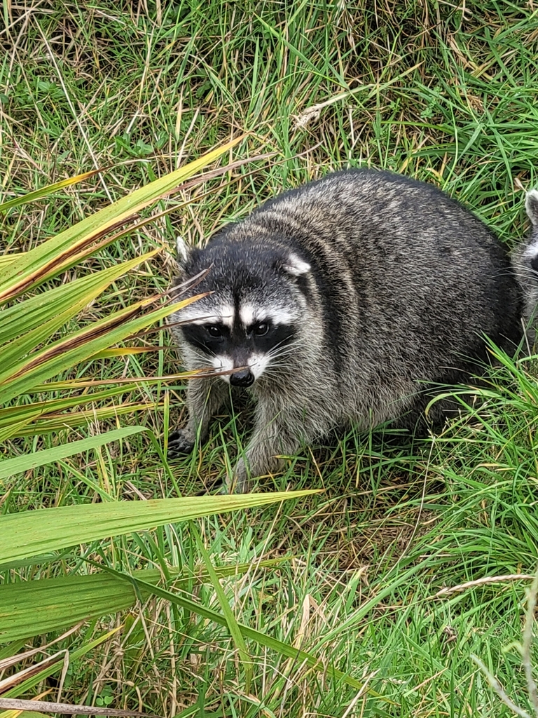 Common Raccoon from Ocean Shores, WA, USA on October 6, 2024 at 03:20 ...
