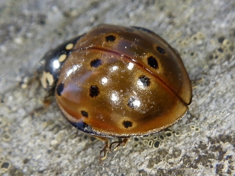 Flying Saucer Lady Beetle from Spokane County, WA, USA on October 6 ...