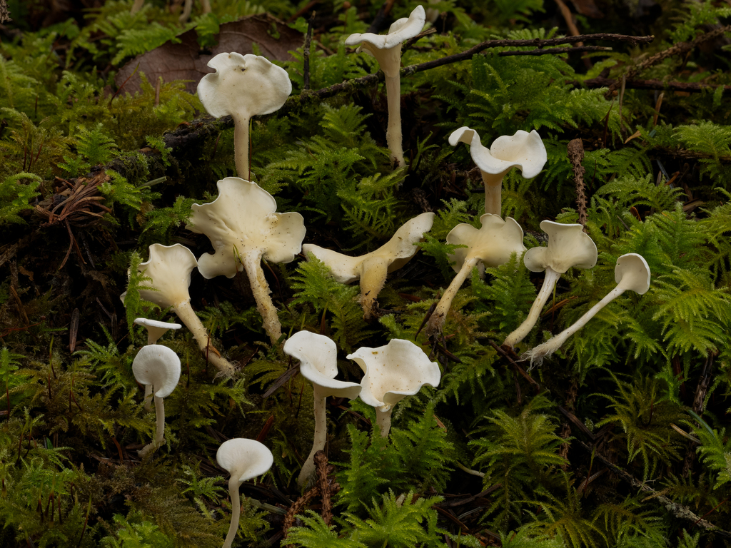 Stereopsis humphreyi in October 2024 by Matthew Koons · iNaturalist