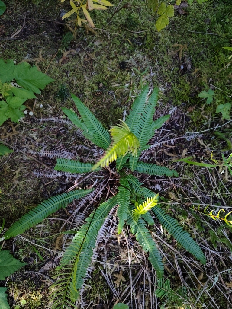 deer fern from Whatcom County, US-WA, US on October 6, 2024 at 01:43 PM ...