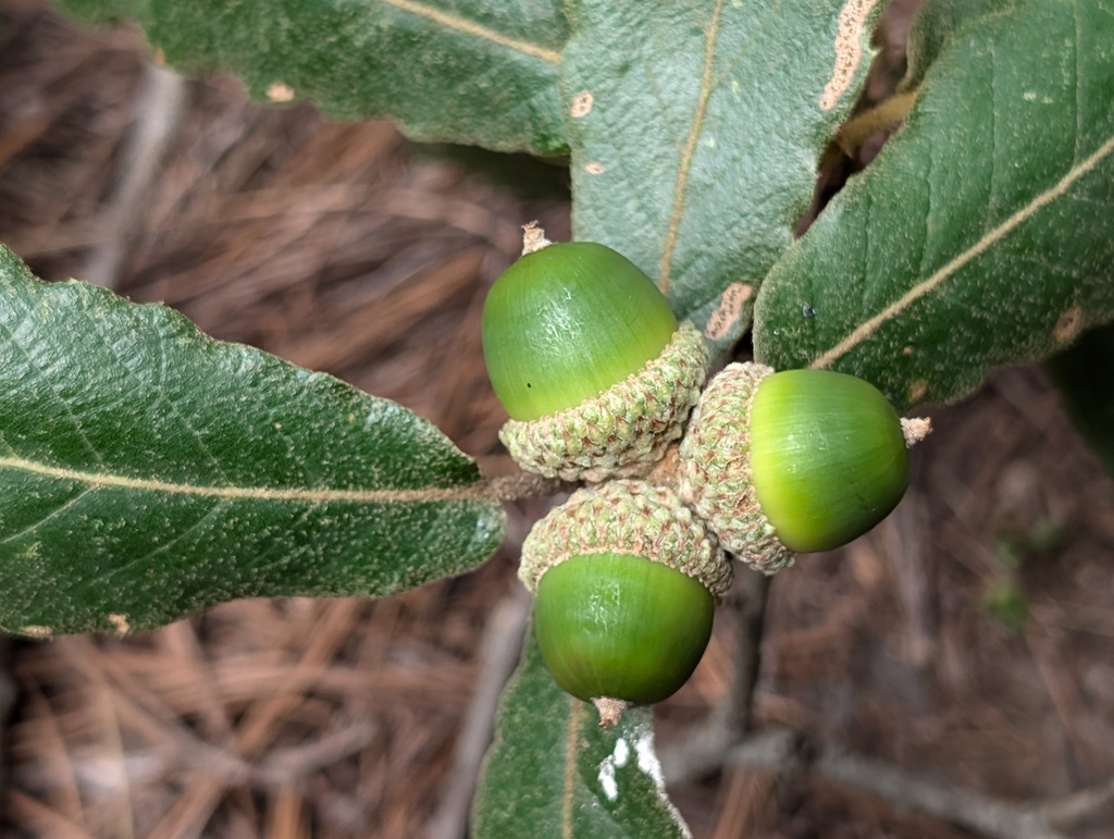 (Quercus convallata) - Botanical Realm