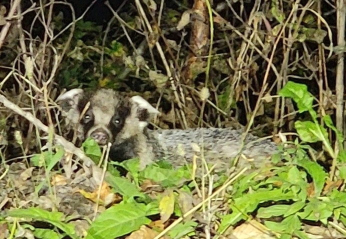 Asian Badger from Yanbian Korean, CN-JL, CN on October 6, 2024 at 07:40 ...