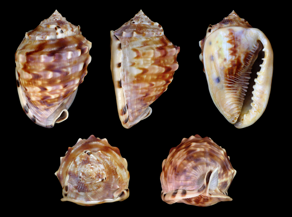 Flame Helmet Snail (Gastropods of the United States Pt.1) · iNaturalist
