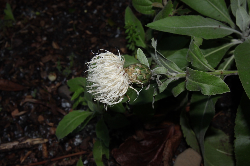 (Cheirolophus arboreus) - Botanical Realm