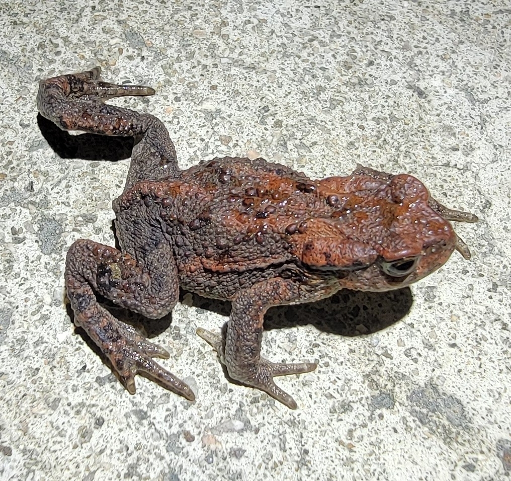 Sakhalin toad from Yanbian Korean, CN-JL, CN on October 7, 2024 at 12: ...