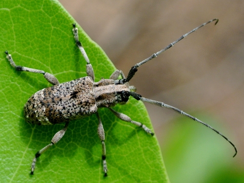 Meton tropicus · iNaturalist