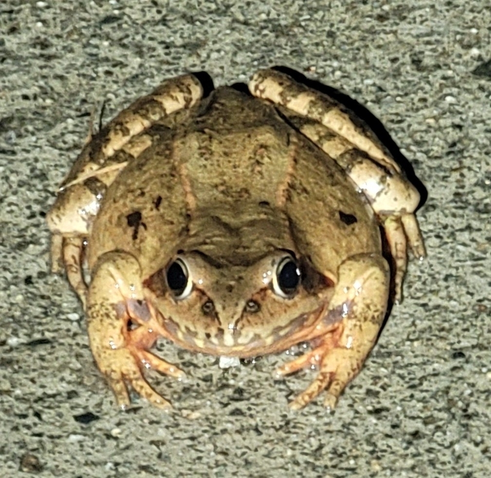 Dybowski's Frog from Yanbian Korean, CN-JL, CN on October 7, 2024 at 12 ...