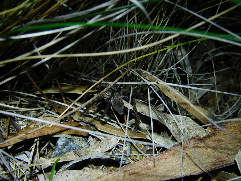 Little Tarantula from Hobart TAS, Australia on September 27, 2024 at 09 ...