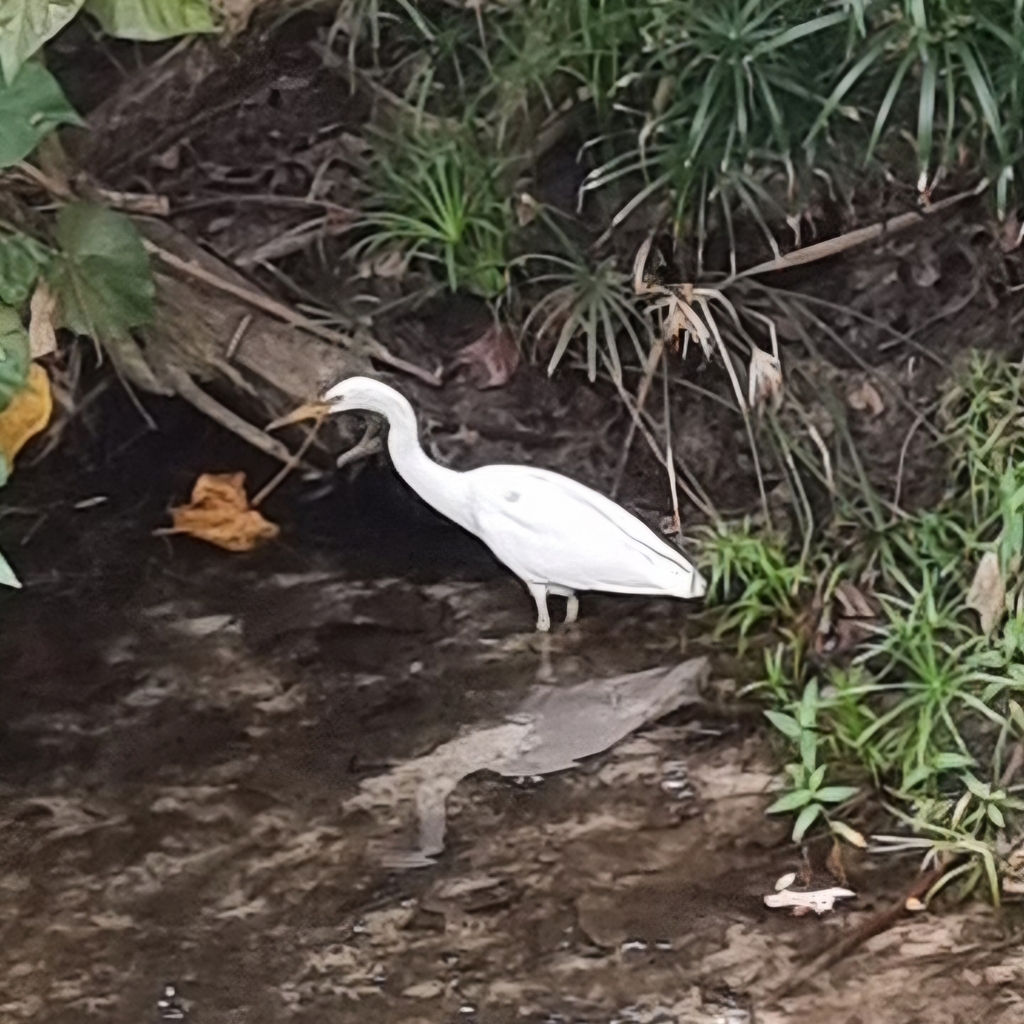 Typical Herons and Egrets from Cook Islands on September 30, 2024 at 09 ...