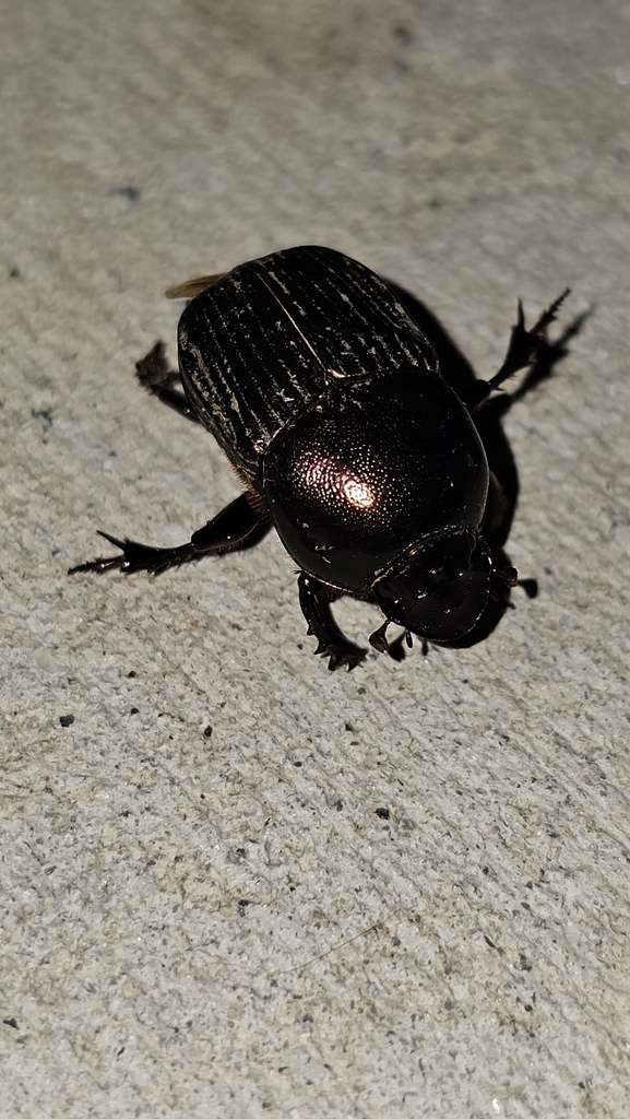 Scarabs in October 2024 by Shane · iNaturalist