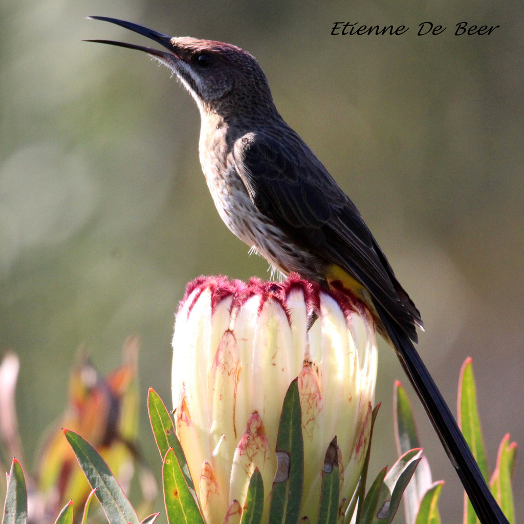 Cape Sugarbird from Garden Route Botanical Garden on October 04, 2024 ...