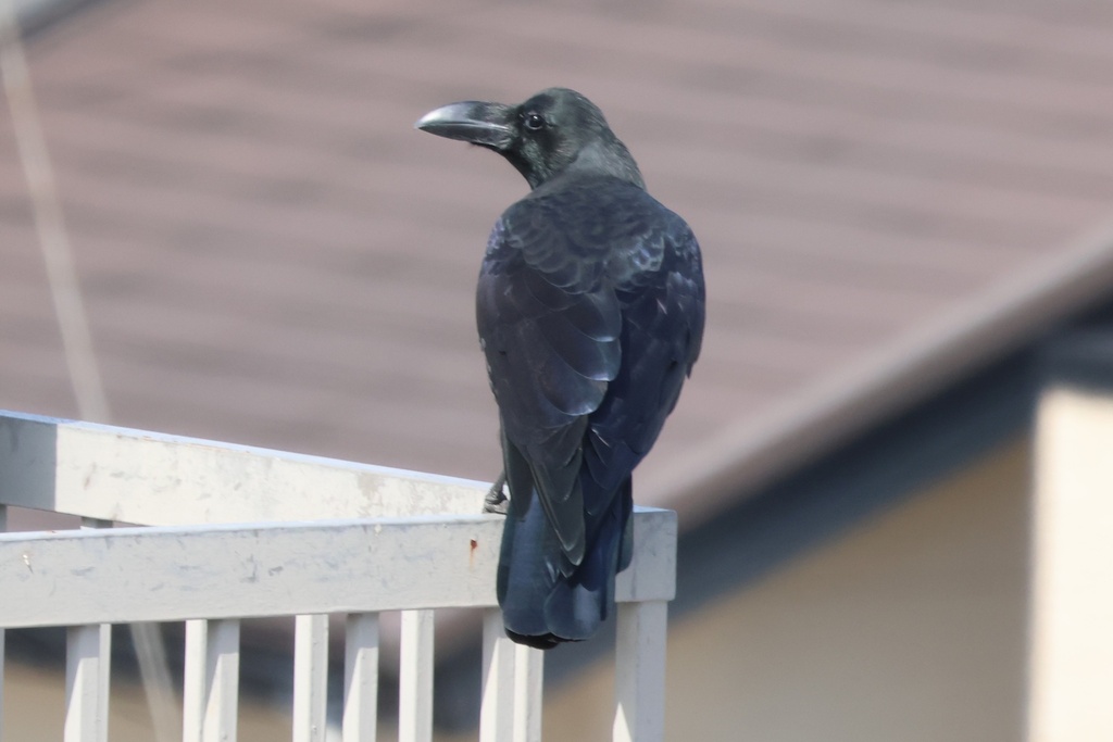 Japanese Crow from Honshu, Kyoto, Kyoto, JP on October 2, 2024 at 10:50 ...