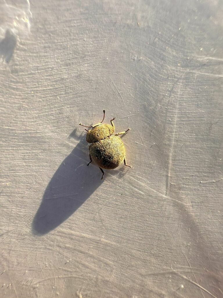 Notiophygus from Sarah Baartman District Municipality, South Africa on ...