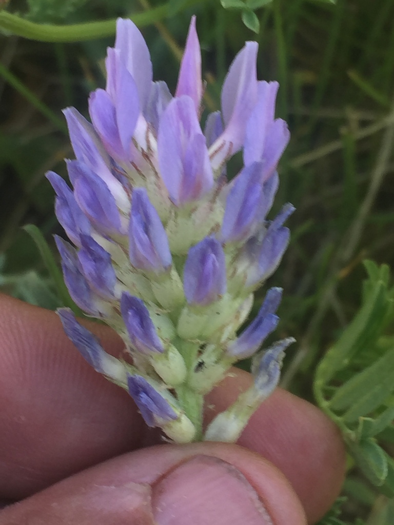 Prairie Milkvetch from Ice House Rd, Blanca, CO, US on July 4, 2019 at ...