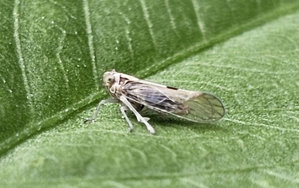 White-backed Planthopper from Mae Hoi Ngoen, Doi Saket District, Chiang ...