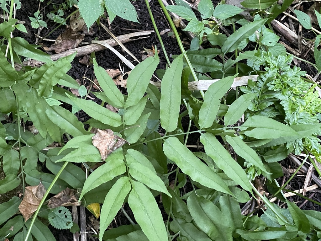 Intermediate bamboo fern from Kuril'skiy rayon, RU-SL, RU on September ...