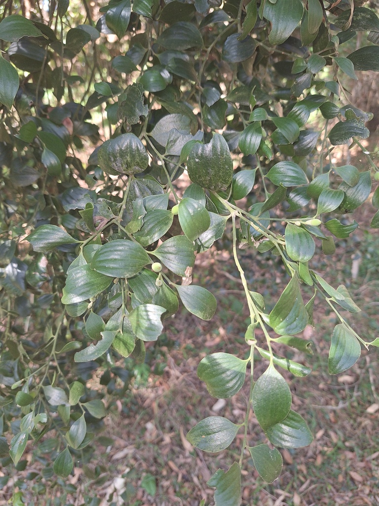 Broad Leaved Native Cherry from Woongoolba QLD, Australia on October 7 ...
