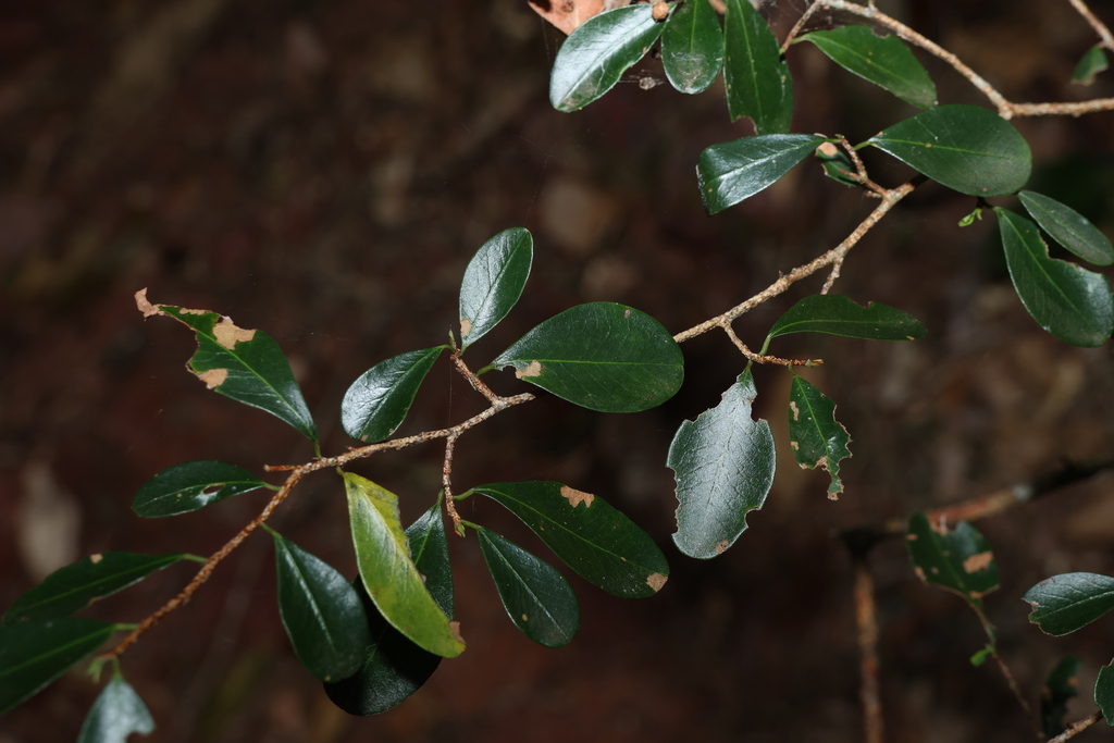 coca trees from Upper Glastonbury QLD 4570, Australia on October 7 ...