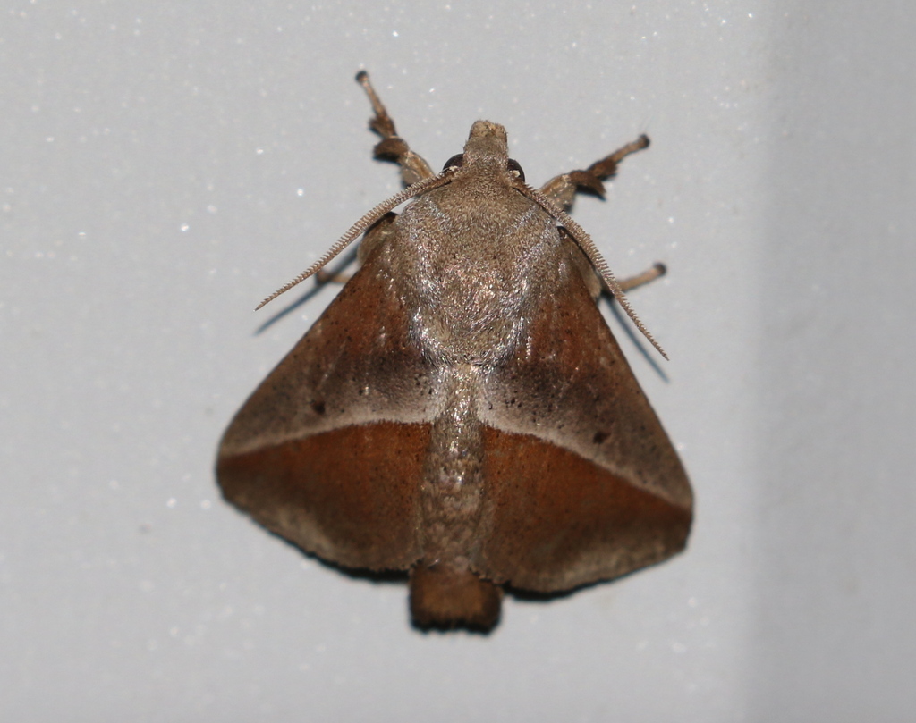 Thosea vetusta from Unnamed Rd,, Lahad Datu, Sabah, Malaisie on October ...