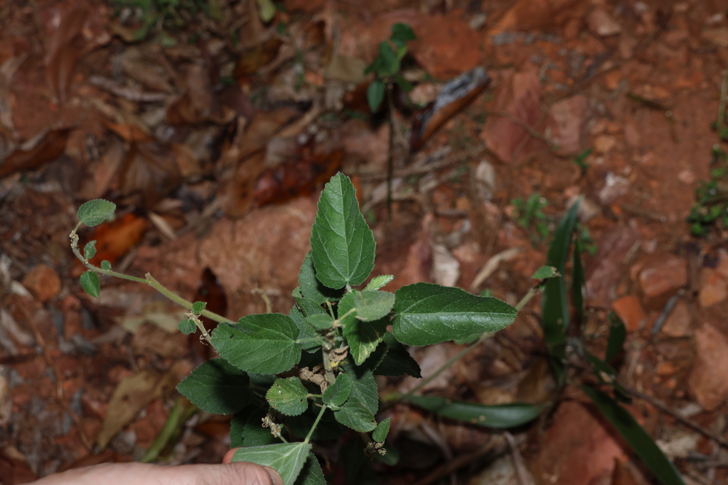 flannel weed from Upper Glastonbury QLD 4570, Australia on October 7 ...