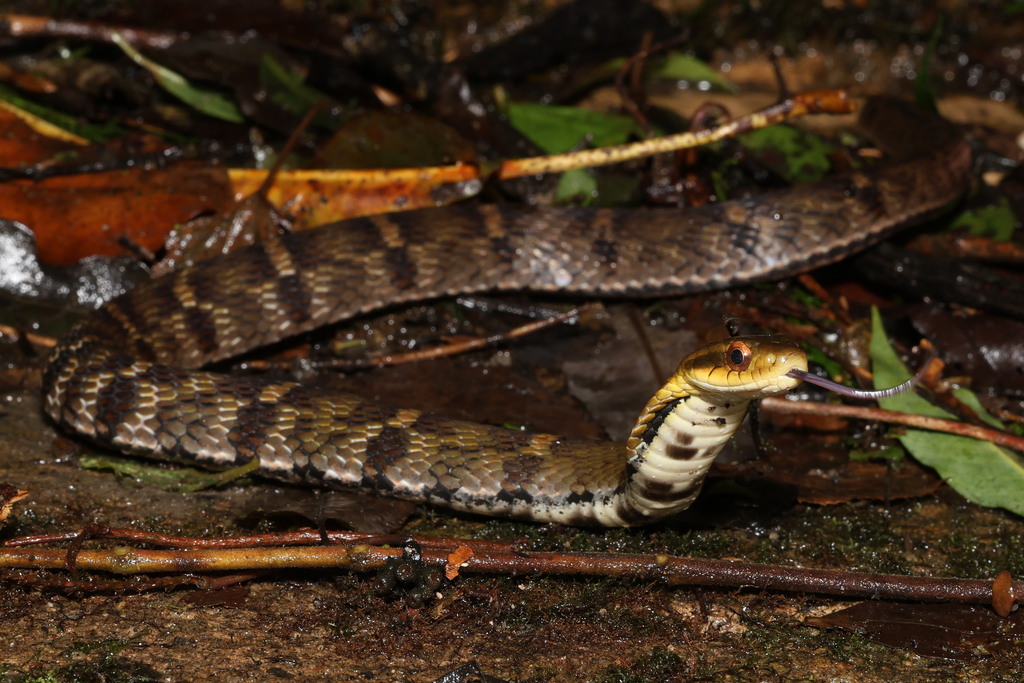 Stejneger's Bamboo Snake from Fuxing District, Taoyuan City, Taiwan 336 ...