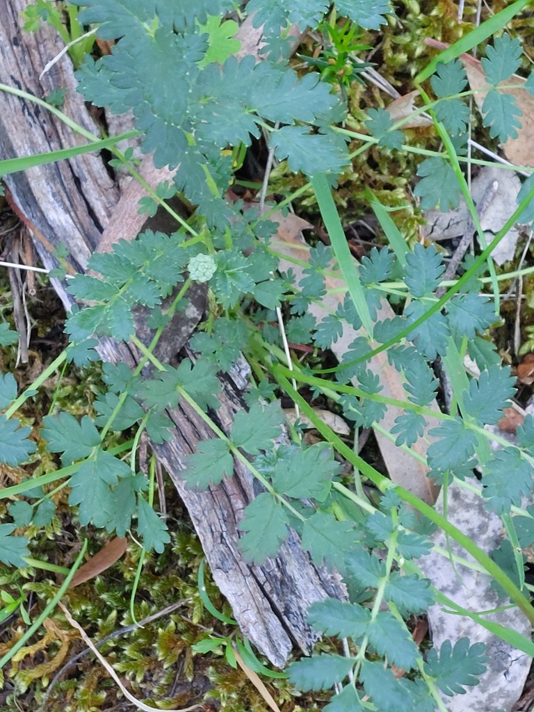 Sheep's Burr from Belair SA 5052, Australia on September 15, 2024 at 01 ...