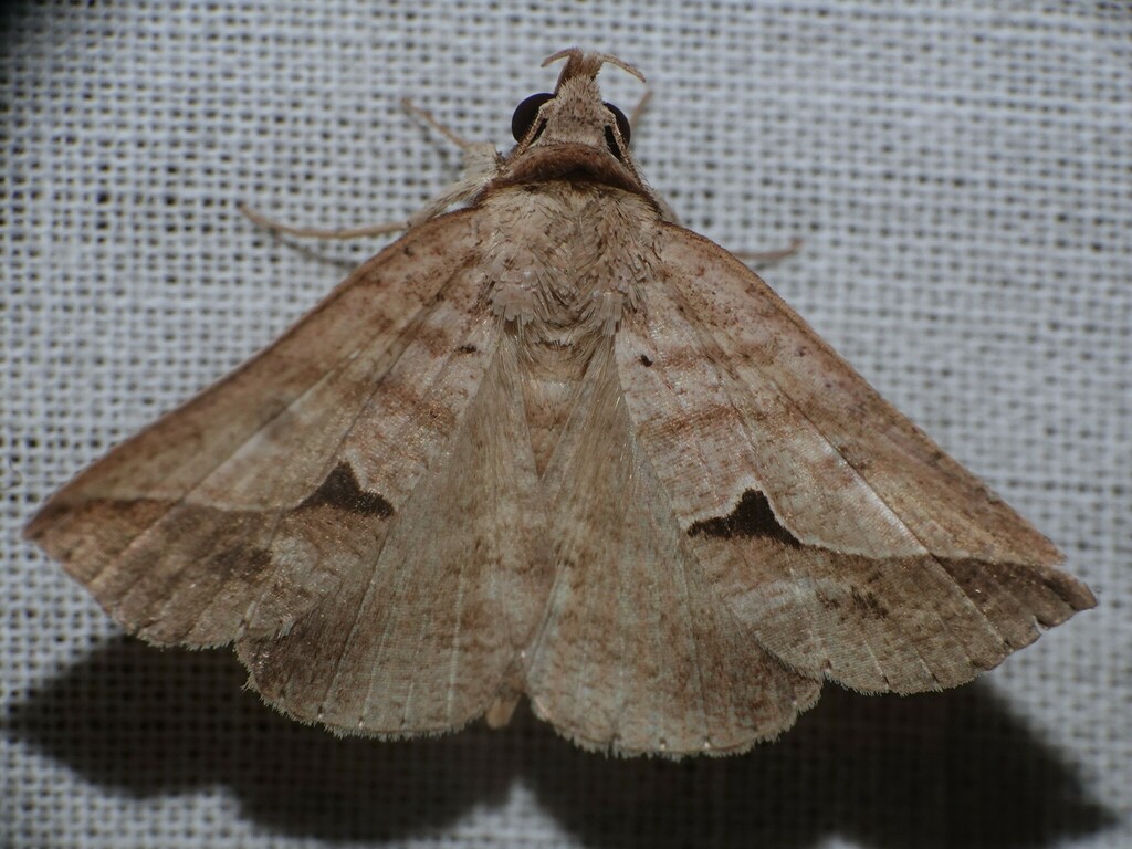 Dierna patibulum from NIC SGNP on October 5, 2024 at 07:37 PM by Dinesh ...