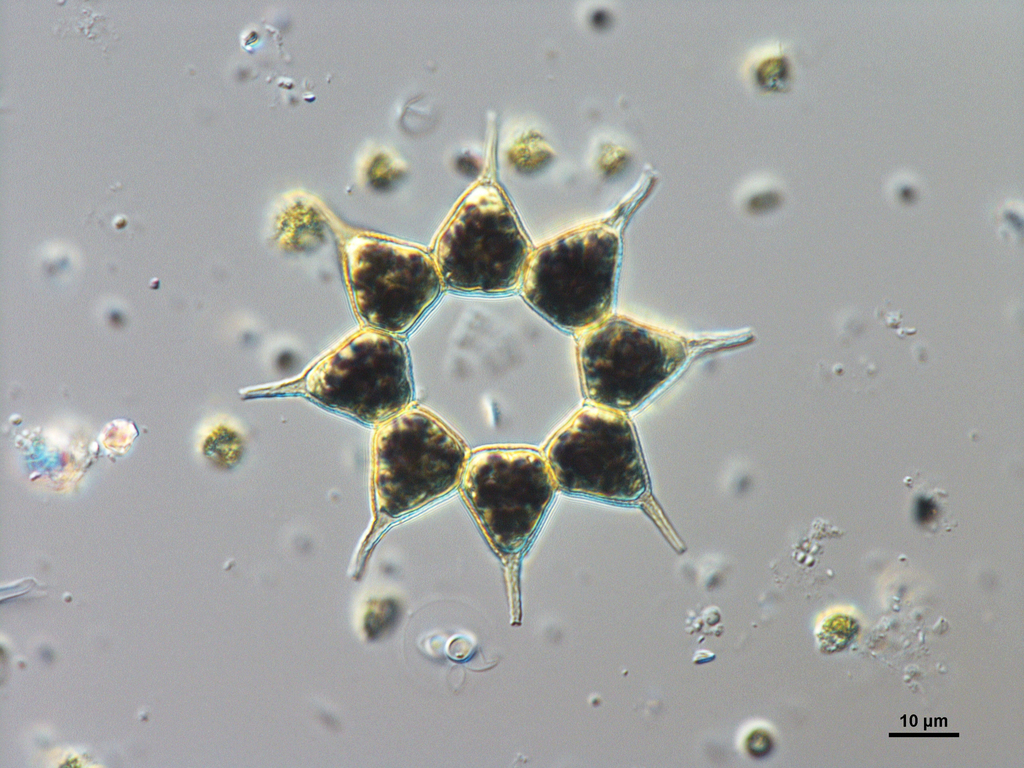 Monactinus simplex from 47210 Parranquet, France on June 11, 2014 at 12 ...