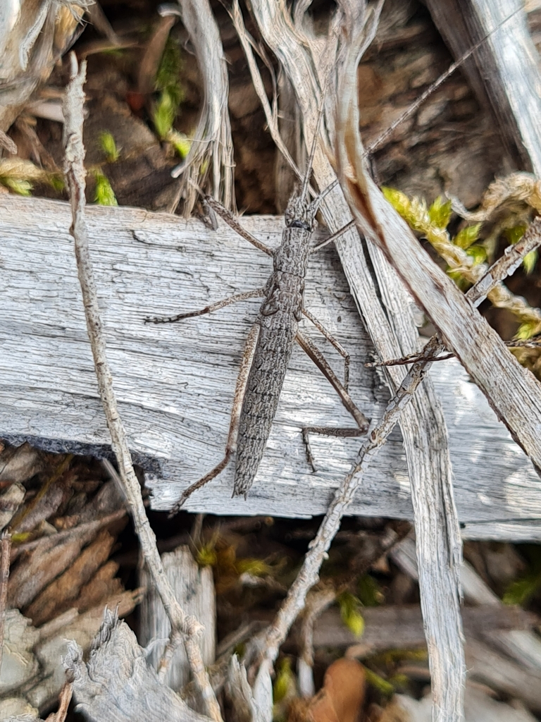 Australian Twig-mimicking Katydid from Long Forest VIC 3340, Australia ...