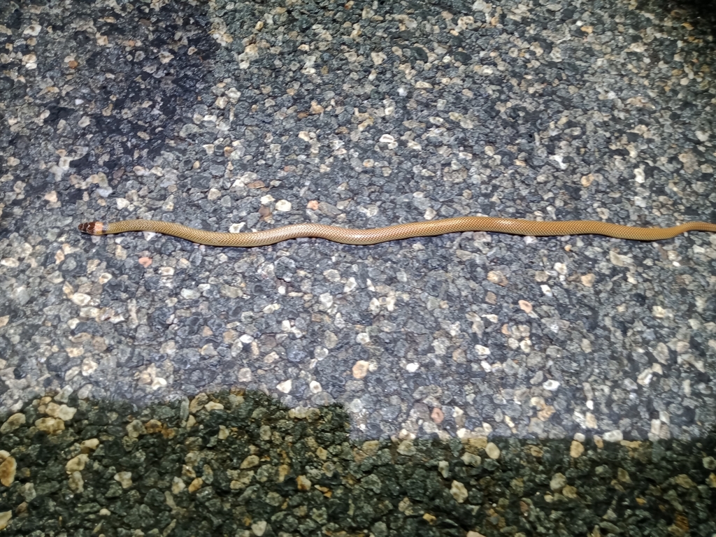 Orange-naped Snake from Mount Zeil NT 0872, Australia on September 29 ...