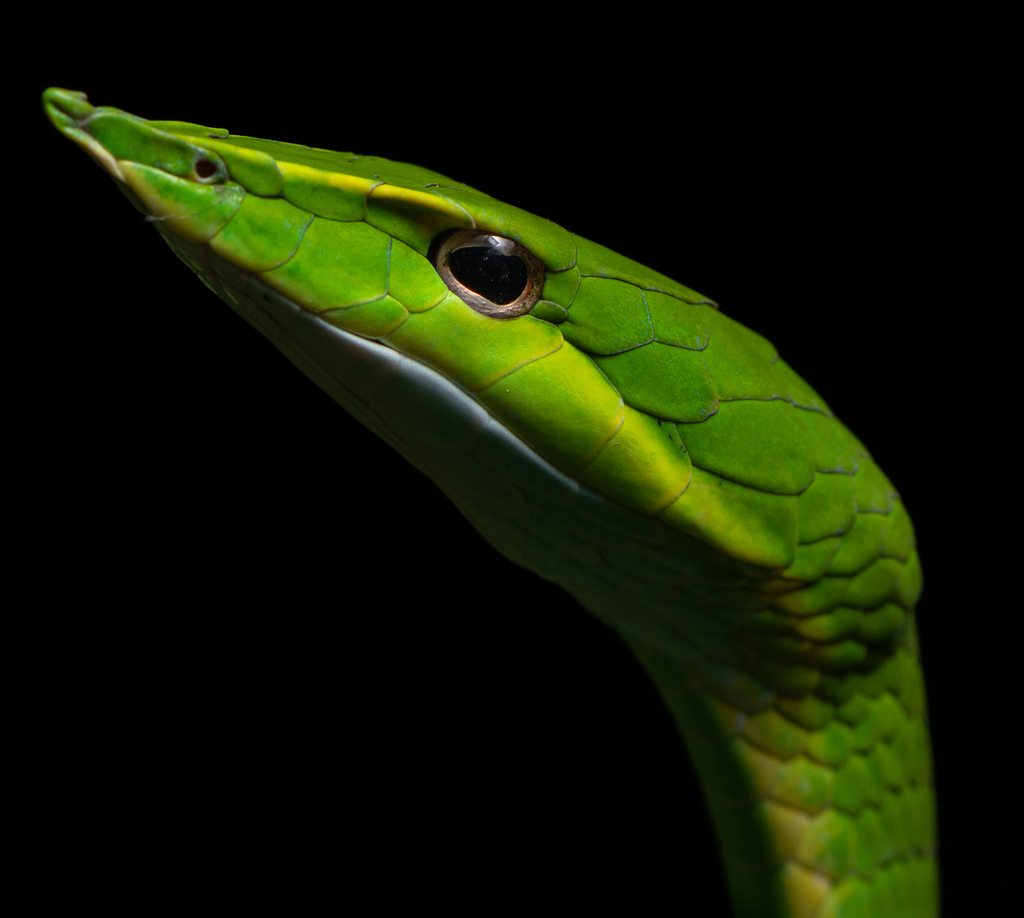 Indian Vine Snake (Ahaetulla oxyrhynca) - Snakes and Lizards