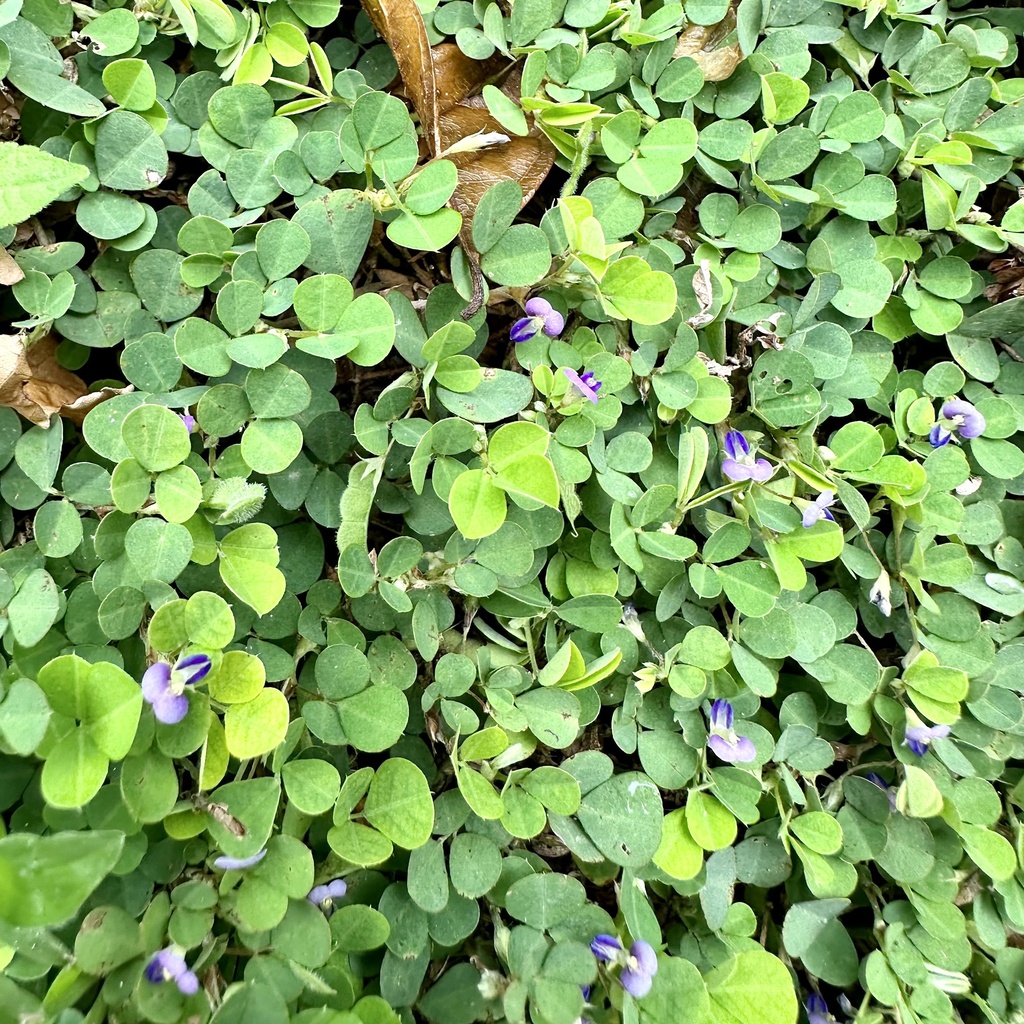 creeping tick trefoil from Richardson Ward, Buffalo Creek, NT, AU on ...