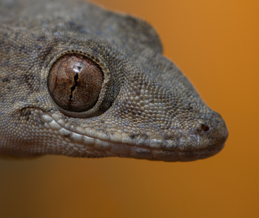 Asian House Gecko from Hyderabad, Telangana, India on October 03, 2024 ...