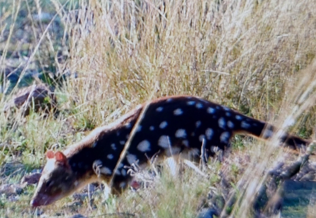 Spotted-tailed Quoll from Sundown QLD 4382, Australia on October 6 ...