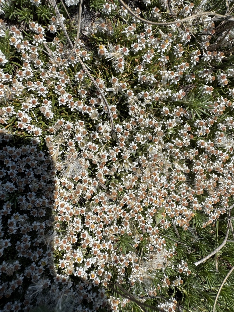 Snowball Everlasting from Thulamela Rural, Thohoyandou, LP, ZA on ...