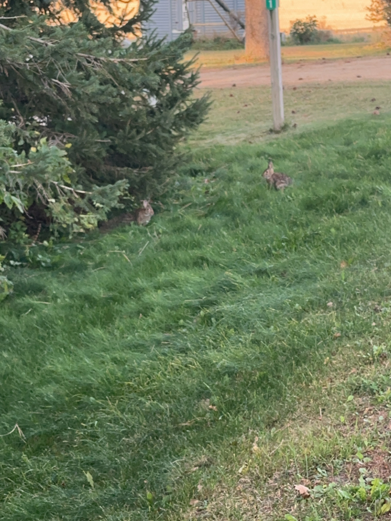 Eastern Cottontail from Scandia on October 7, 2024 at 07:51 AM by Ann ...
