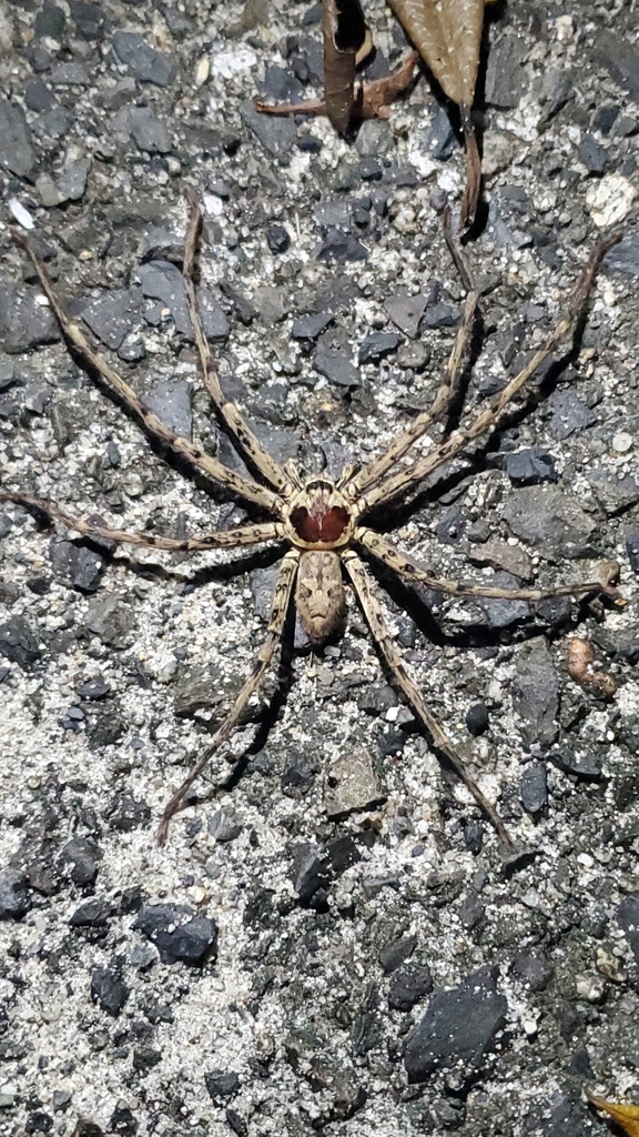 Pantropical Huntsman Spider from Yakushima, JP-KS, JP on October 7 ...