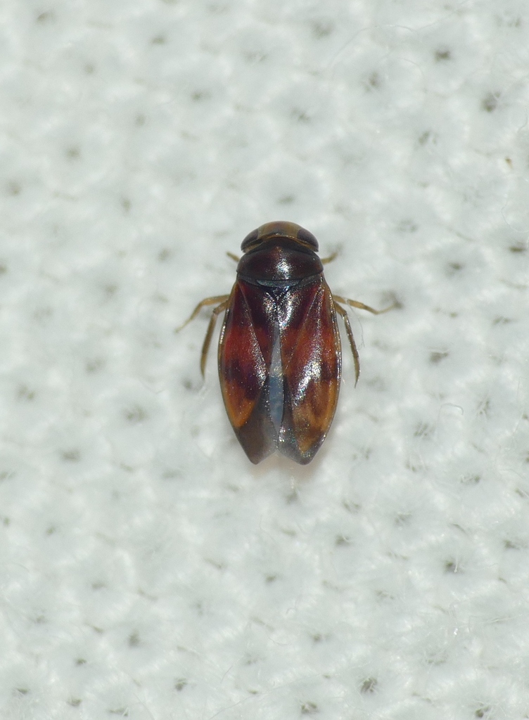 Micronecta from 20110 Viggianello, France on August 08, 2024 at 09:20 ...