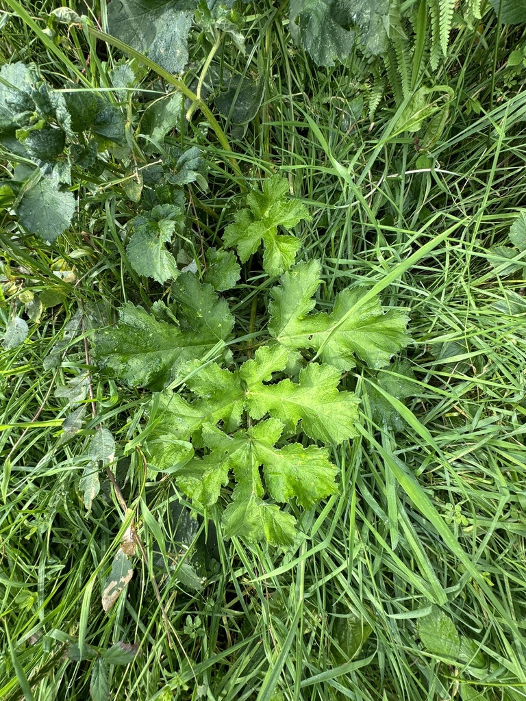 hogweed from Cornwall, UK on October 4, 2024 at 11:26 AM by Matthew ...