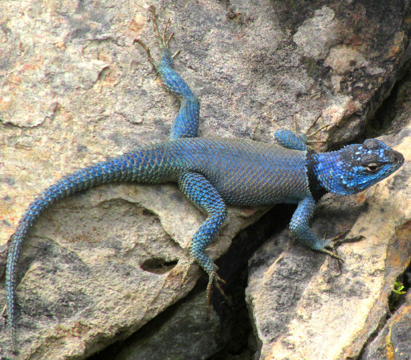 Minor Lizard from San Joaquín Municipality, Qro., Mexico on October 2 ...