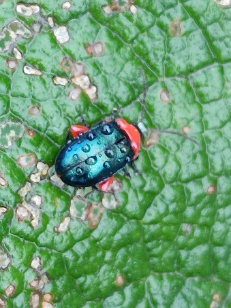 Asphaera abdominalis from 13129 CDMX, México on October 6, 2024 at 10: ...