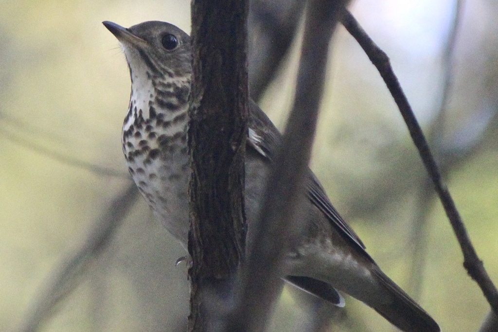 Gray-cheeked Thrush from Coal Miners Heritage Loop, Blacksburg, VA, US ...