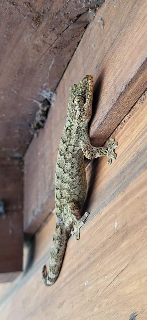 Northern Turniptail Gecko from Cayo District, Belize on September 10 ...