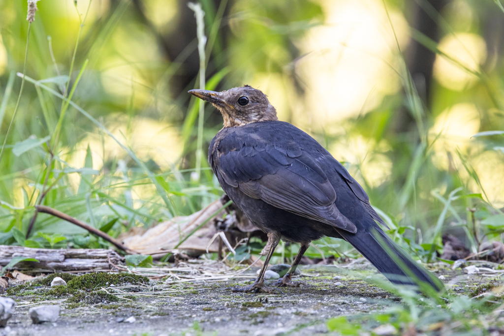 Eurasian Blackbird from Isani-Samgori, Tbilisi, 格鲁吉亚 on September 27 ...