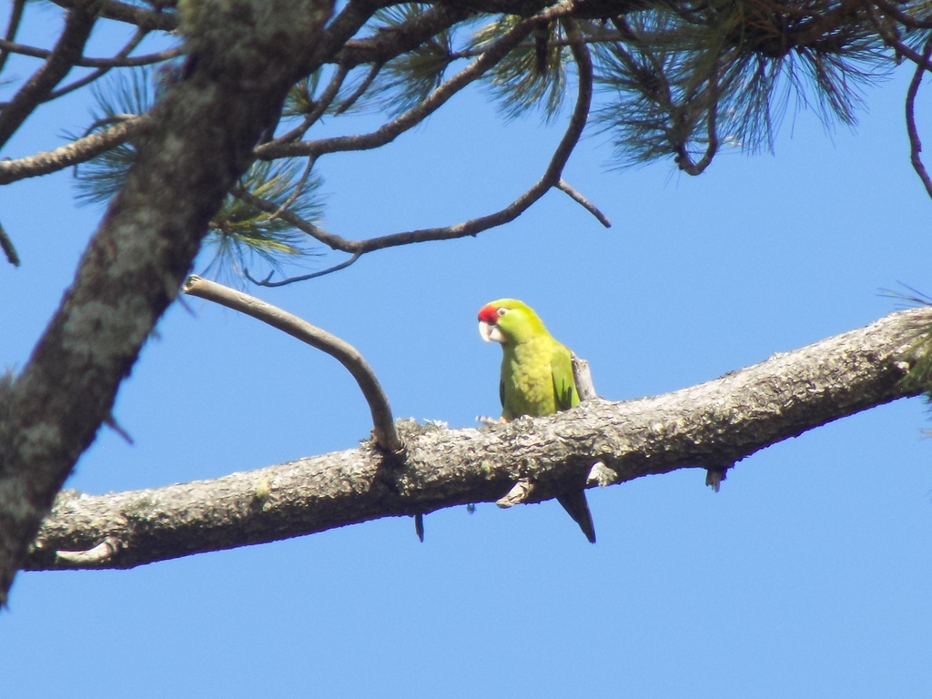 Thick-billed Parrot in December 2023 by APFF Cerro Mohinora · iNaturalist