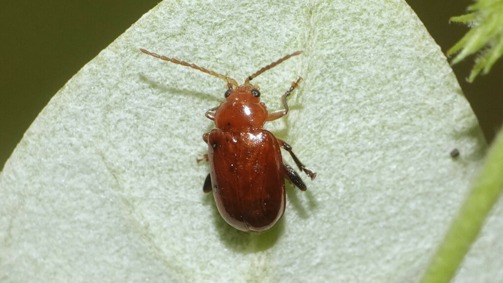 Phygasia silacea from Suruchi Beach, Vasai West, Vasai-Virar ...