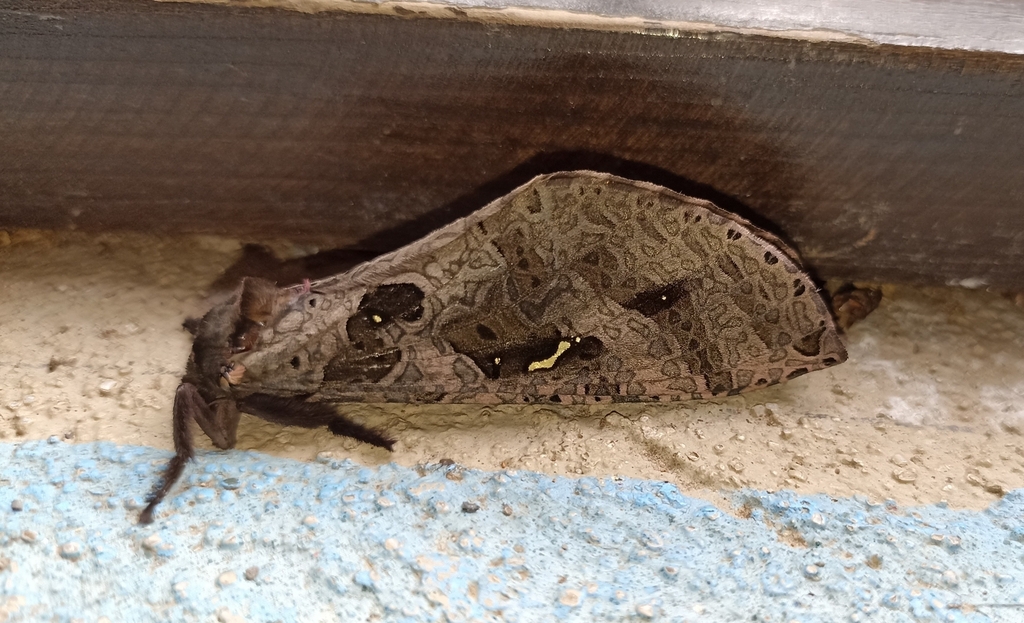 Phassus zapalinamensis from GPXH+FM, 64924 La Estanzuela, N.L., México ...