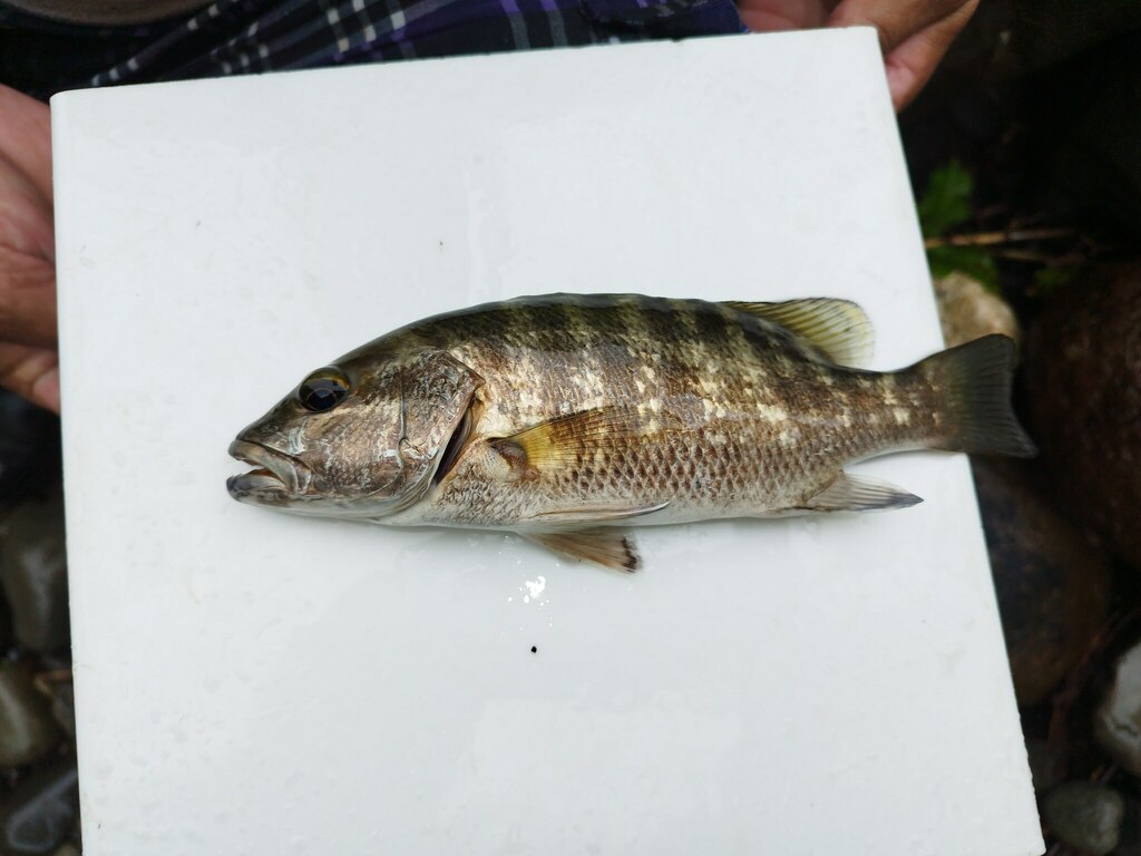 Pacific Cubera Snapper from Breñón, Provincia de Chiriquí, Panamá on ...